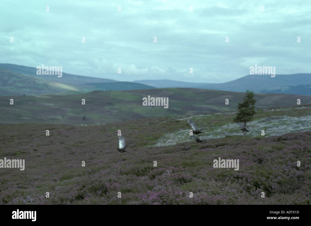 Red grouse in flight hi-res stock photography and images - Alamy