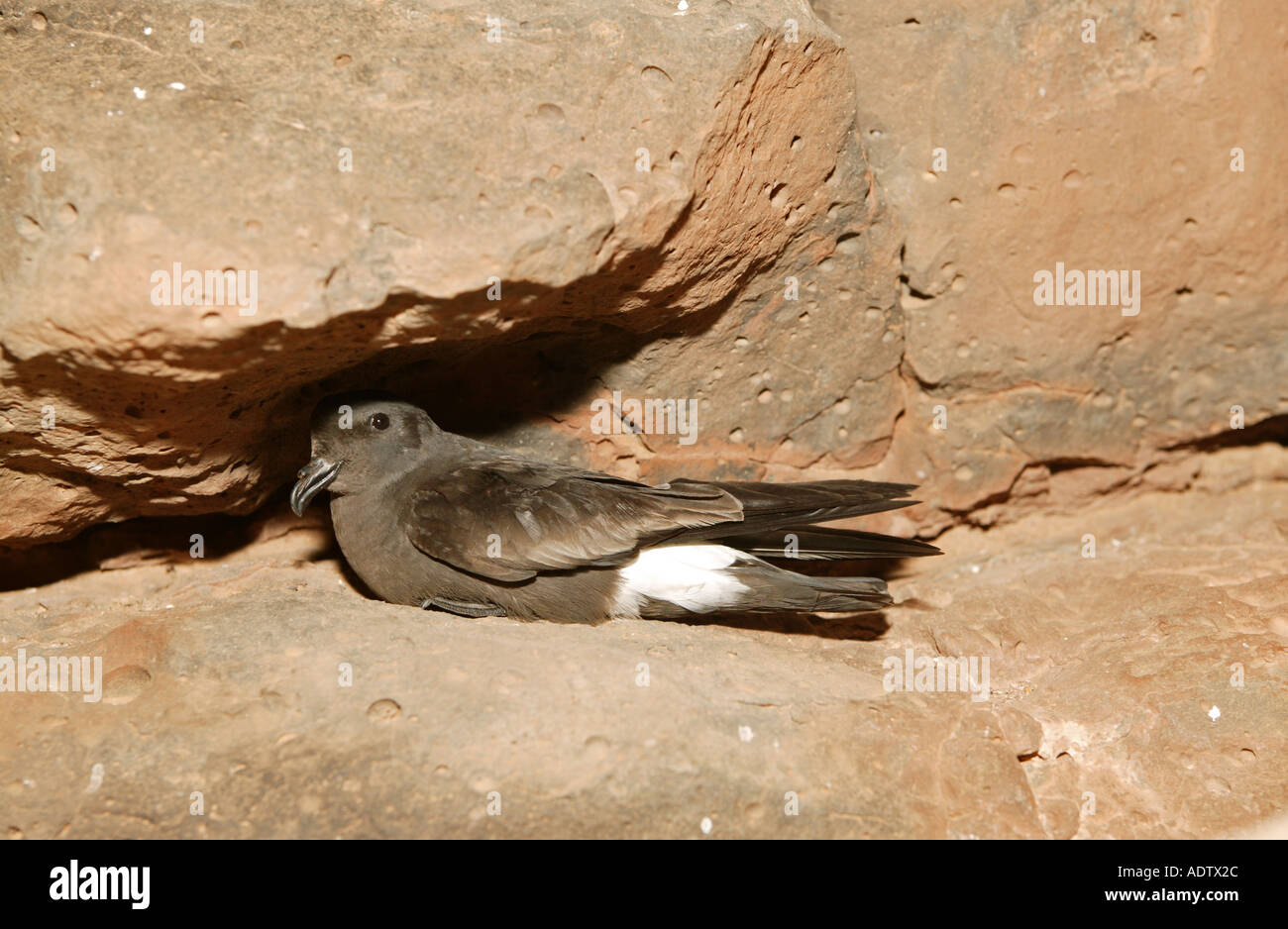 Madeiran Storm Petrel Oceanodroma castro Sitting on rock Stock Photo ...