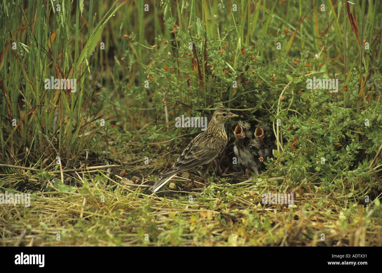 Lark and babies hi-res stock photography and images - Alamy