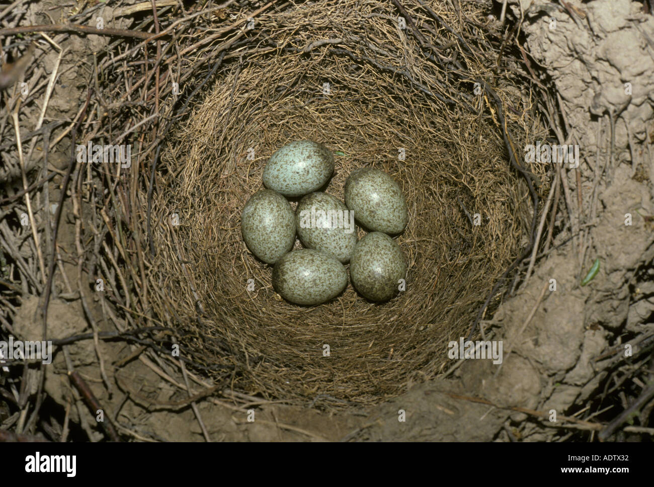 Magpie egg hi-res stock photography and images - Alamy