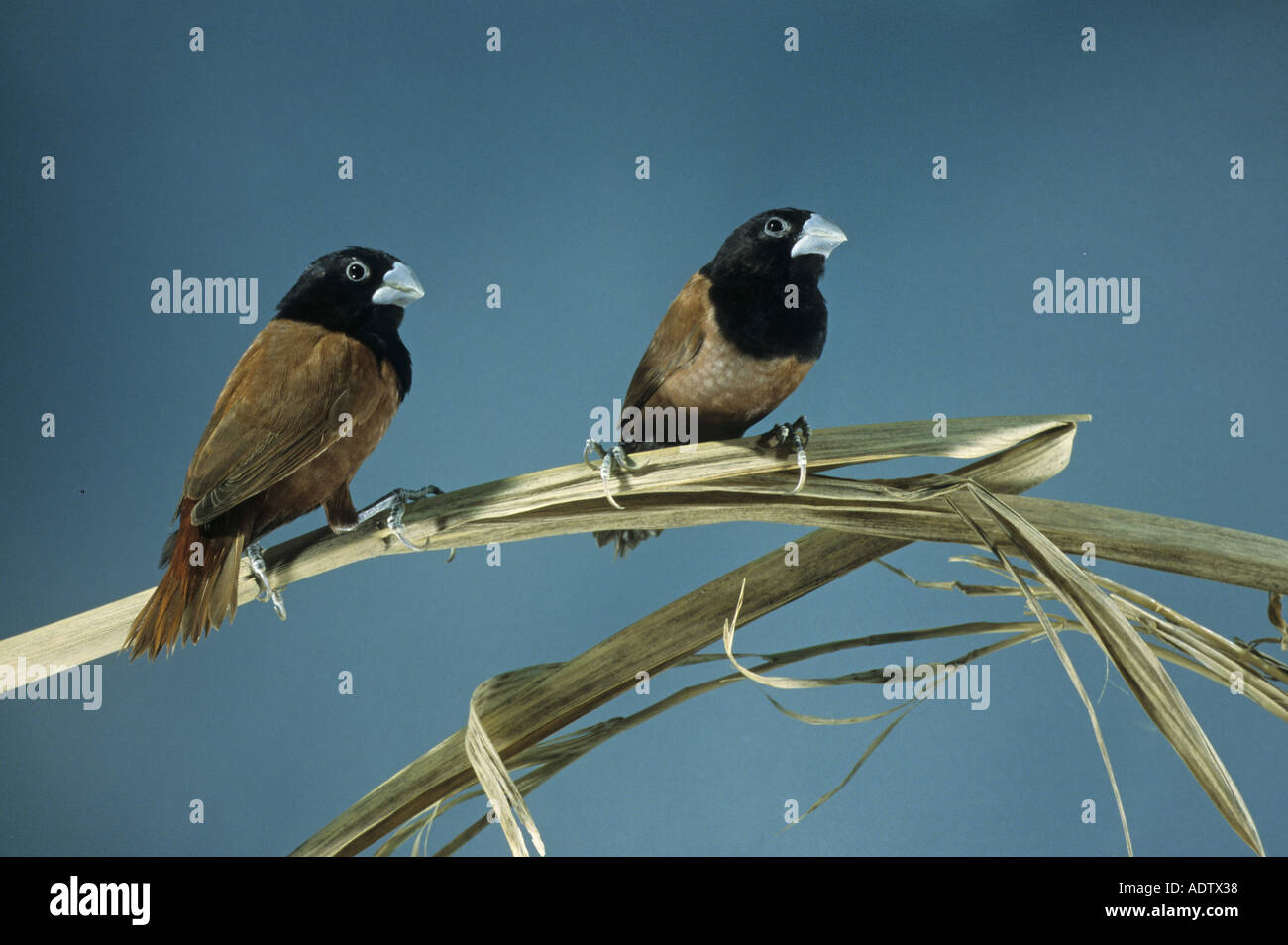 Southern Black headed Munia Lonchura malacca atricapilla Pair Stock ...