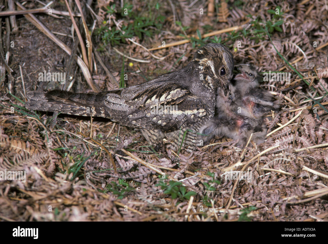 European Nightjar Caprimulgus europaeus At nest with food young ...