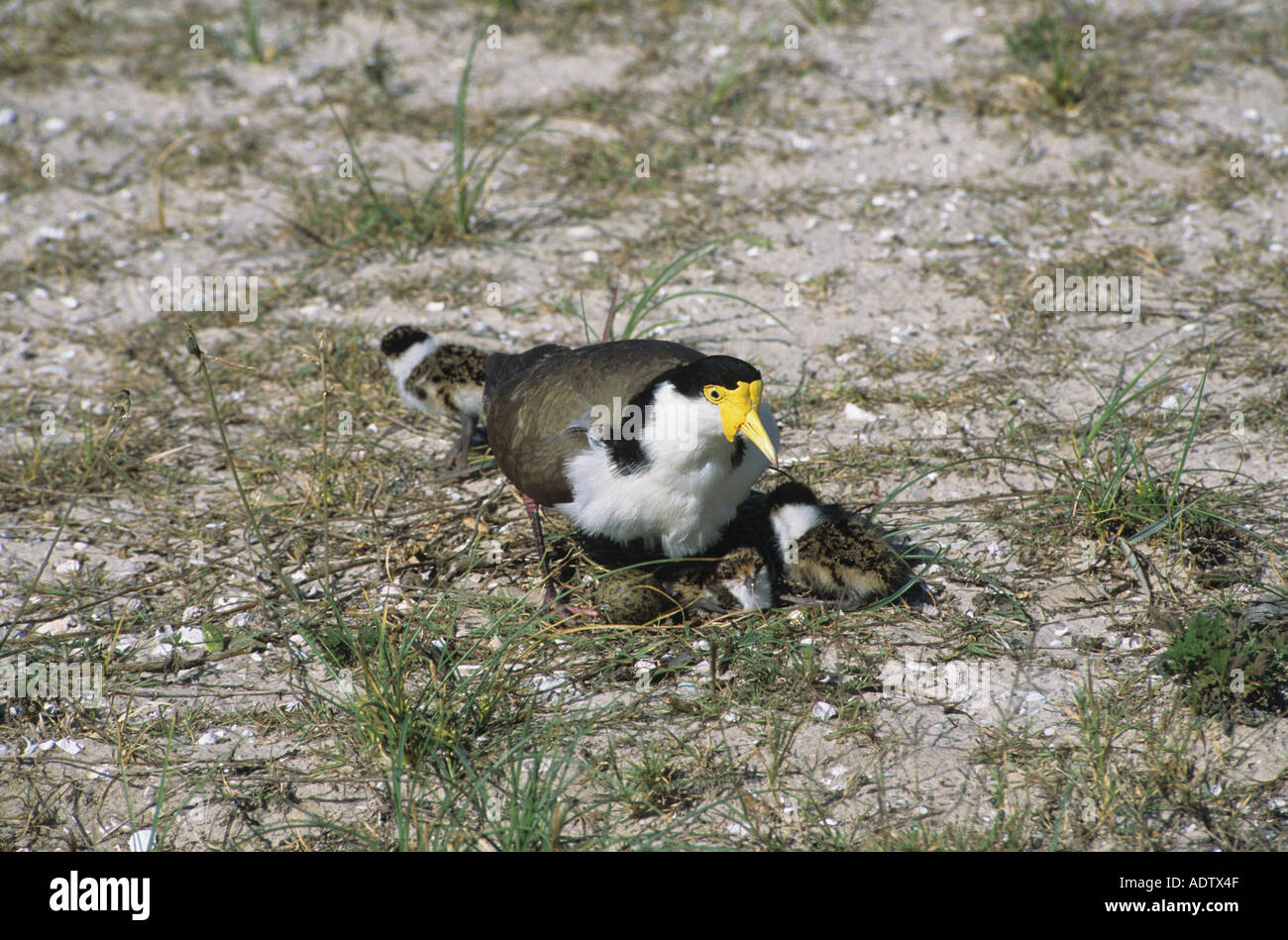 Masked Plover Vanellus miles With chicks and egg beside Australia Stock ...