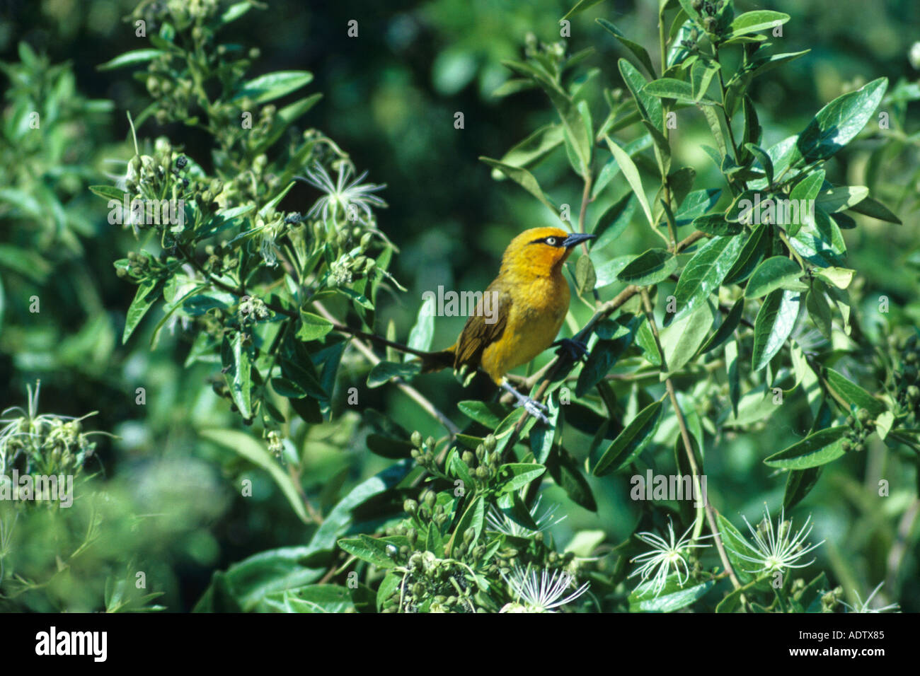 Ploceus Ocularis Stock Photos & Ploceus Ocularis Stock Images - Alamy