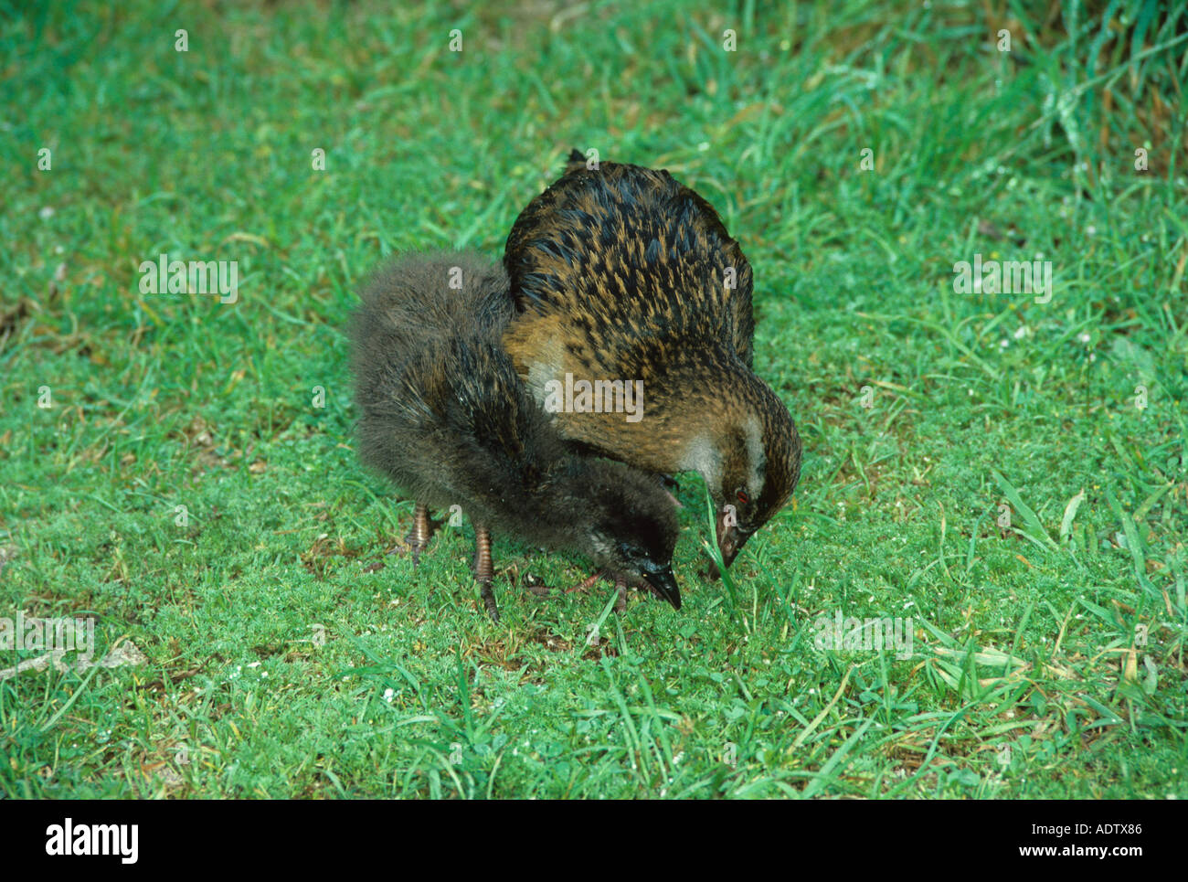 Weka young hi-res stock photography and images - Alamy