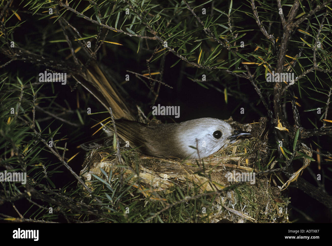 Whitehead bird new zealand hi-res stock photography and images - Alamy