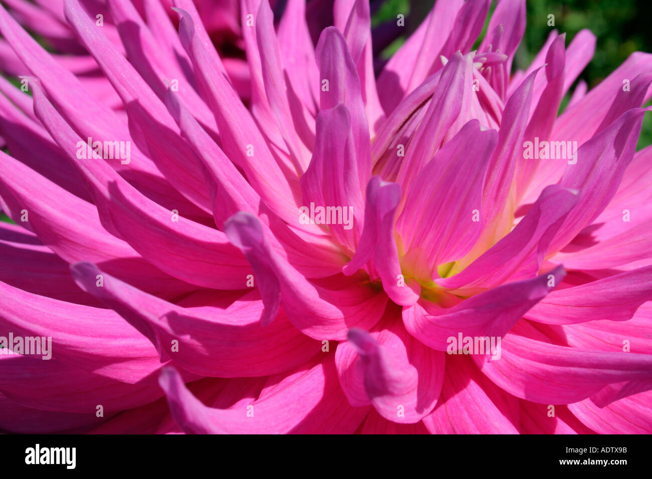 Deep pink cactus flower hi-res stock photography and images - Alamy