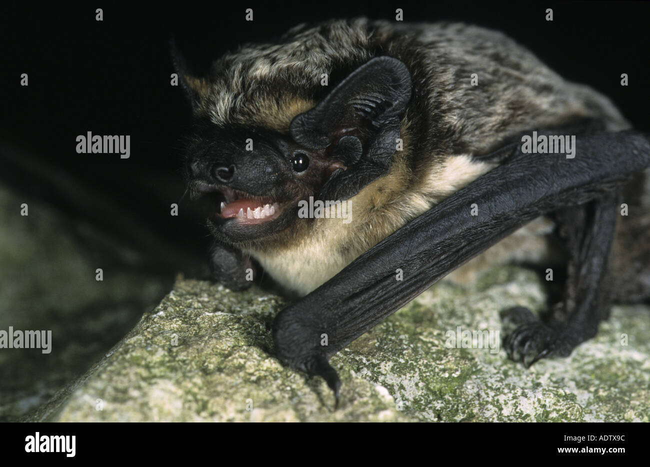 Parti coloured Bat Vespertilo murinus Close up showing teeth Stock ...