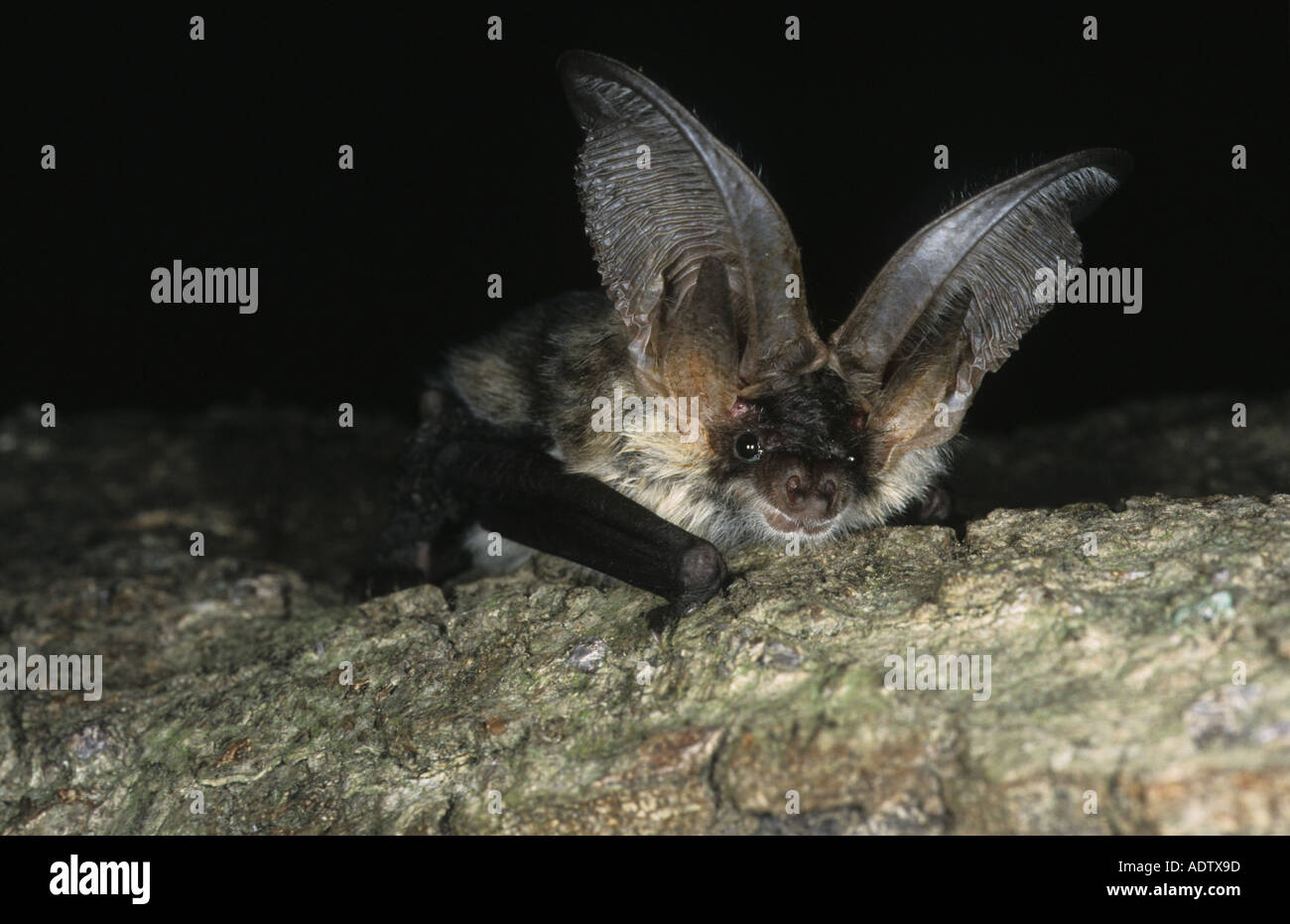 Grey long eared bat hi-res stock photography and images - Alamy