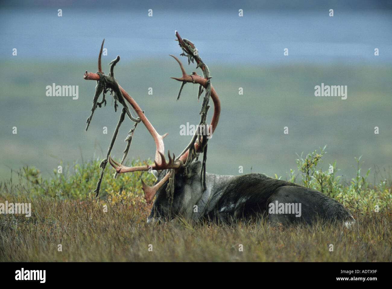 Caribou Rangifer tarandus caribou Shedding velvet from antlers Stock ...