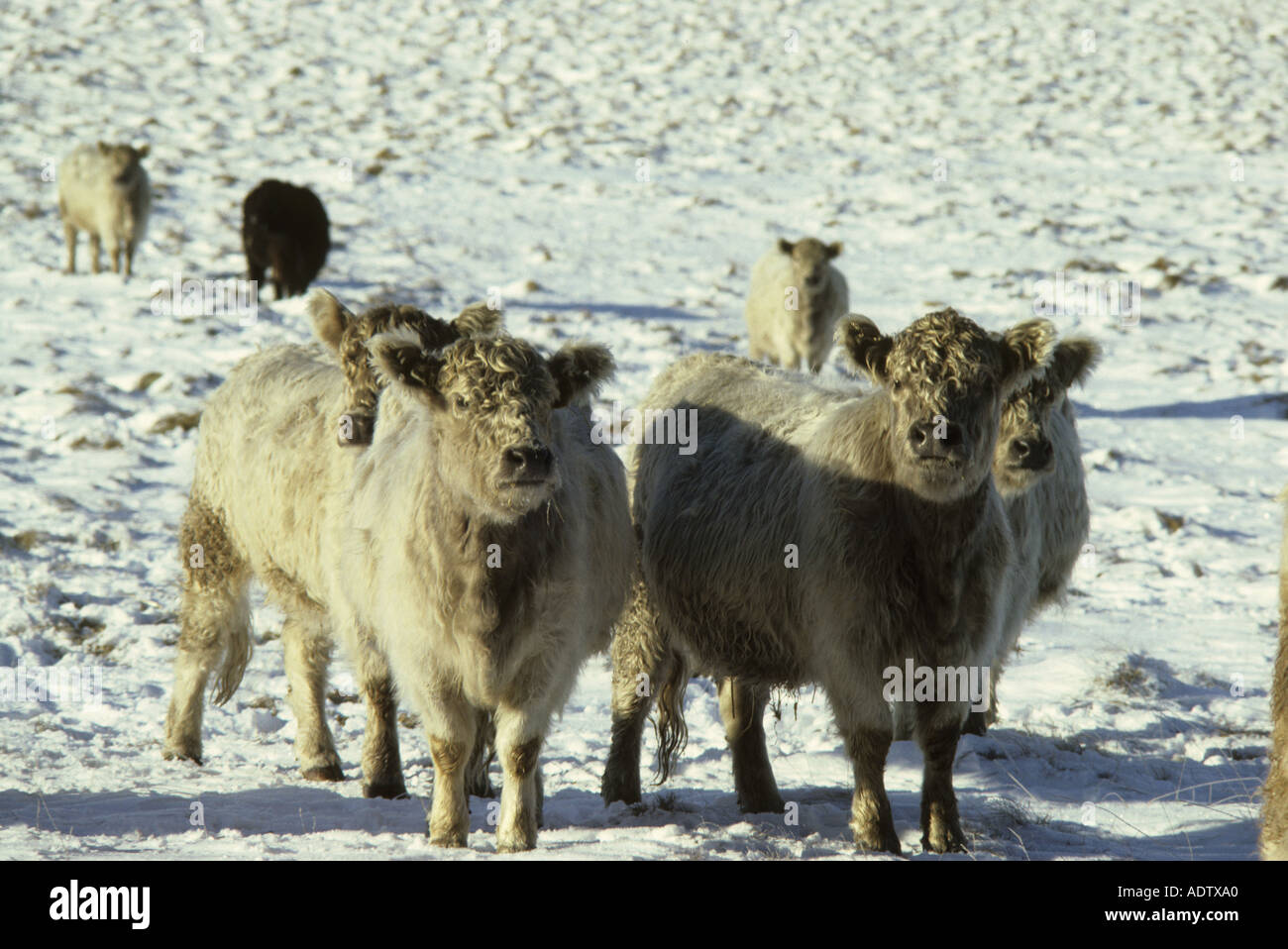 Cattle general cattle animals hi-res stock photography and images - Alamy