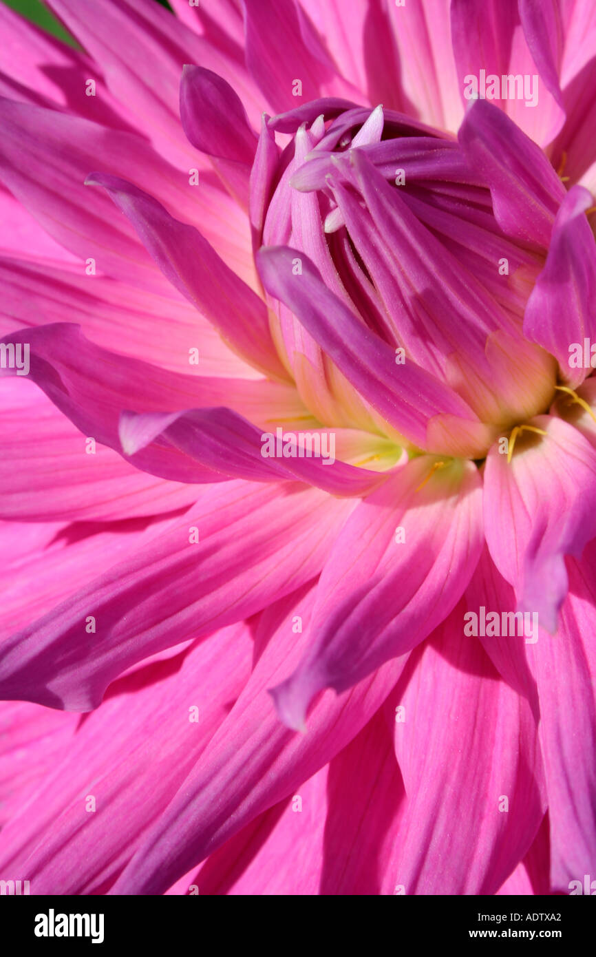 Deep pink dahlia hi-res stock photography and images - Alamy