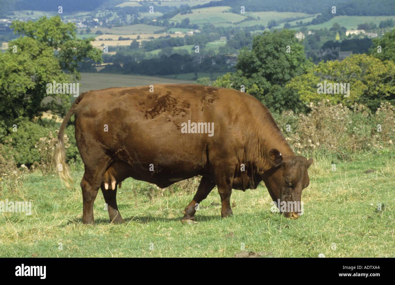 Sussex breed cows in hi-res stock photography and images - Alamy