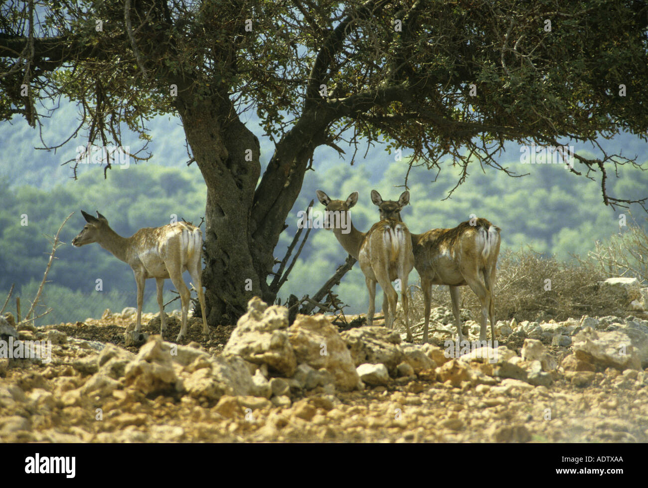 Persian Fallow Deer Dama dama mesopotamica three females standing under ...