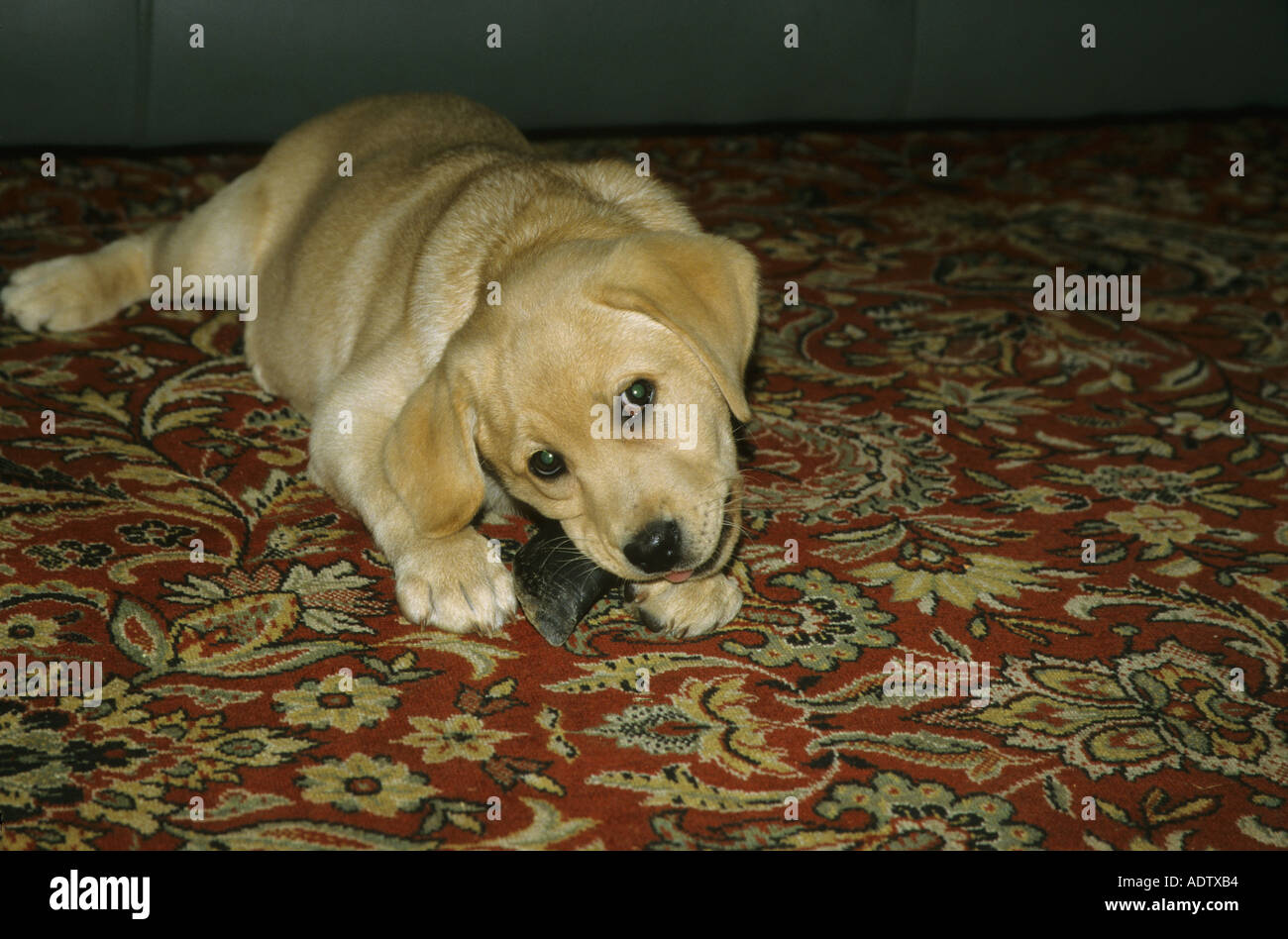 Domestic Dog Yellow Labrador Retriever Puppy chewing bone Stock Photo ...