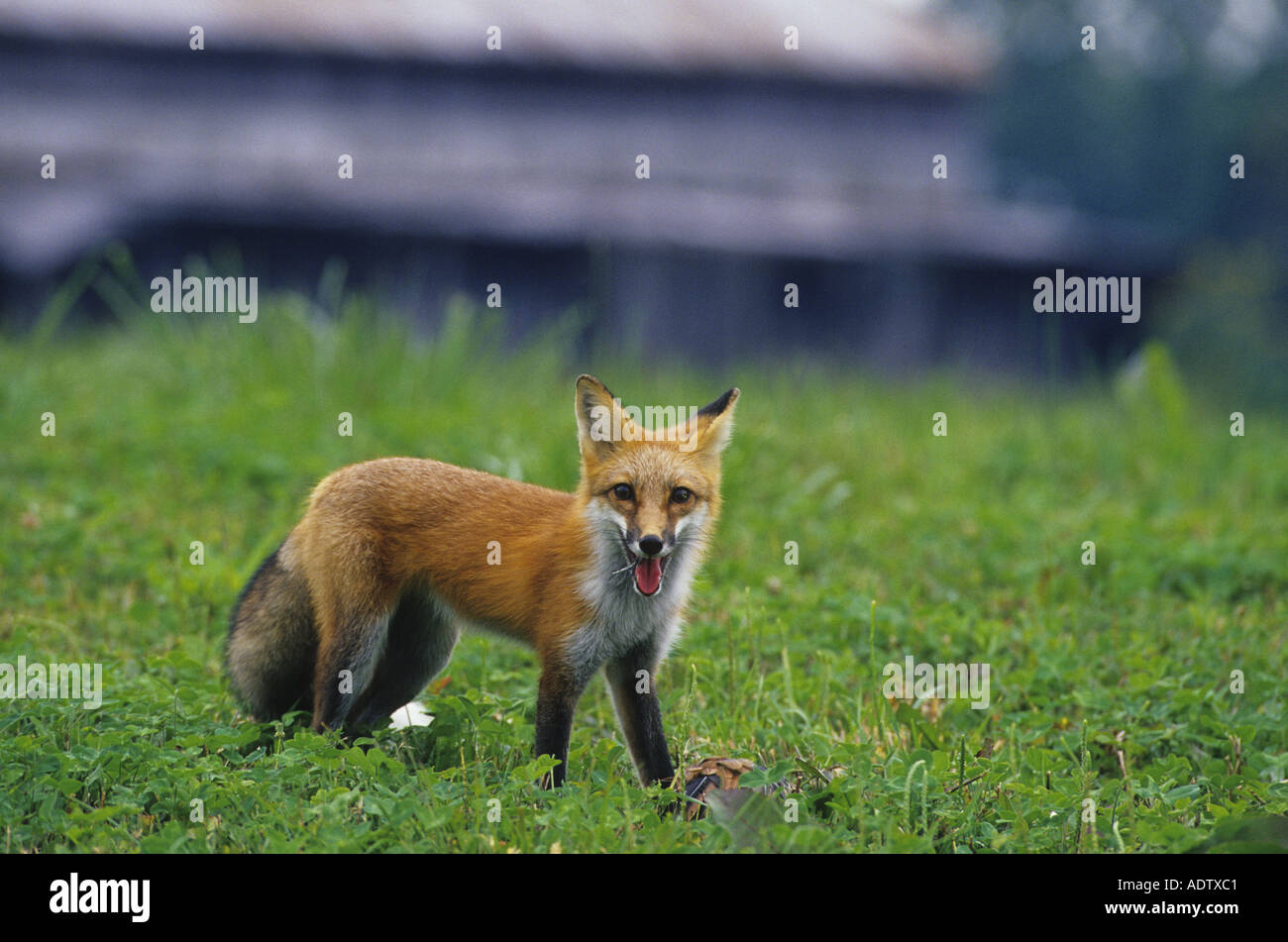 American Red Fox Vulpes vulpes fulva With chicken beside barn Ohio U S ...