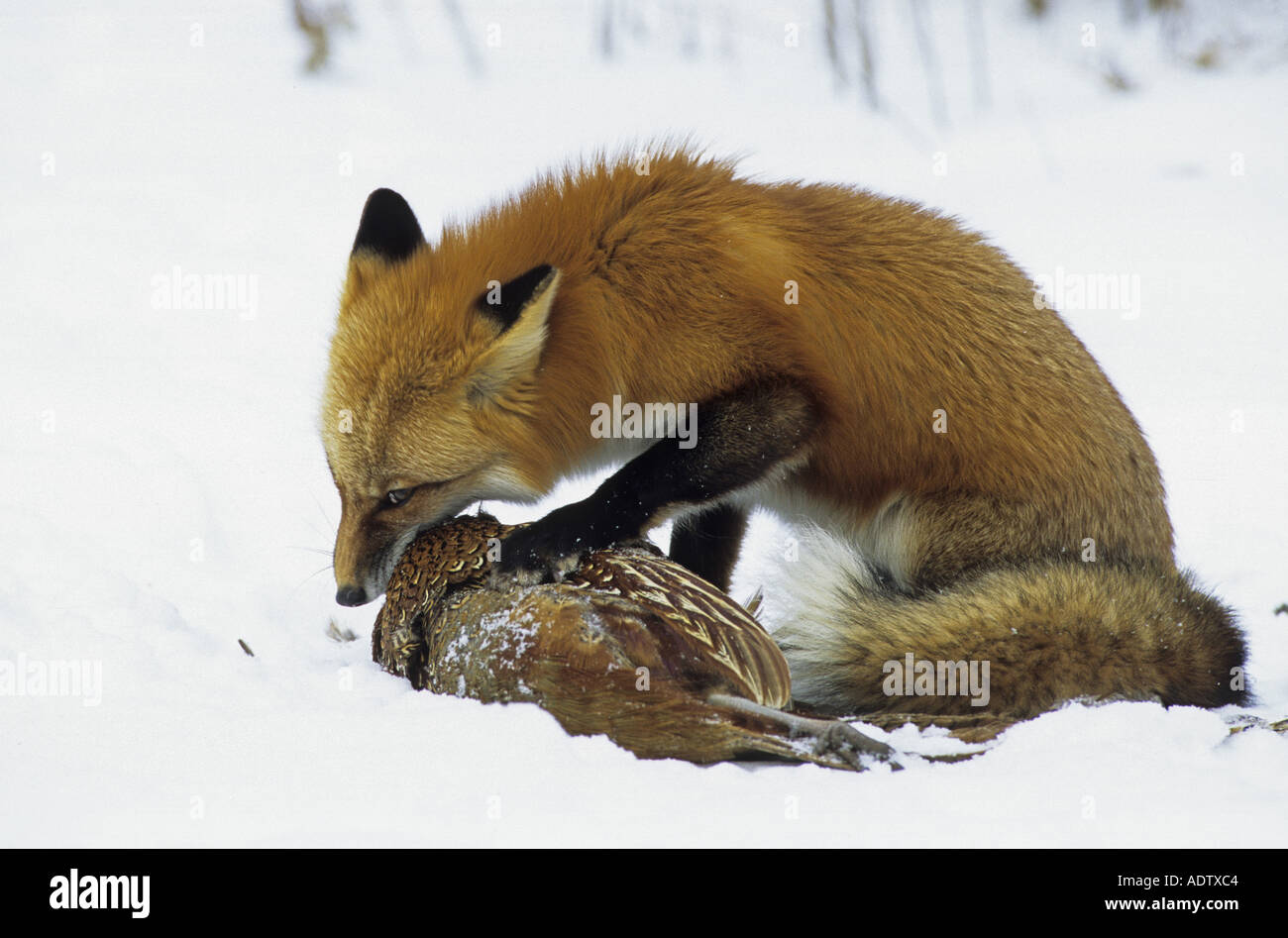North american pheasants hi-res stock photography and images - Alamy