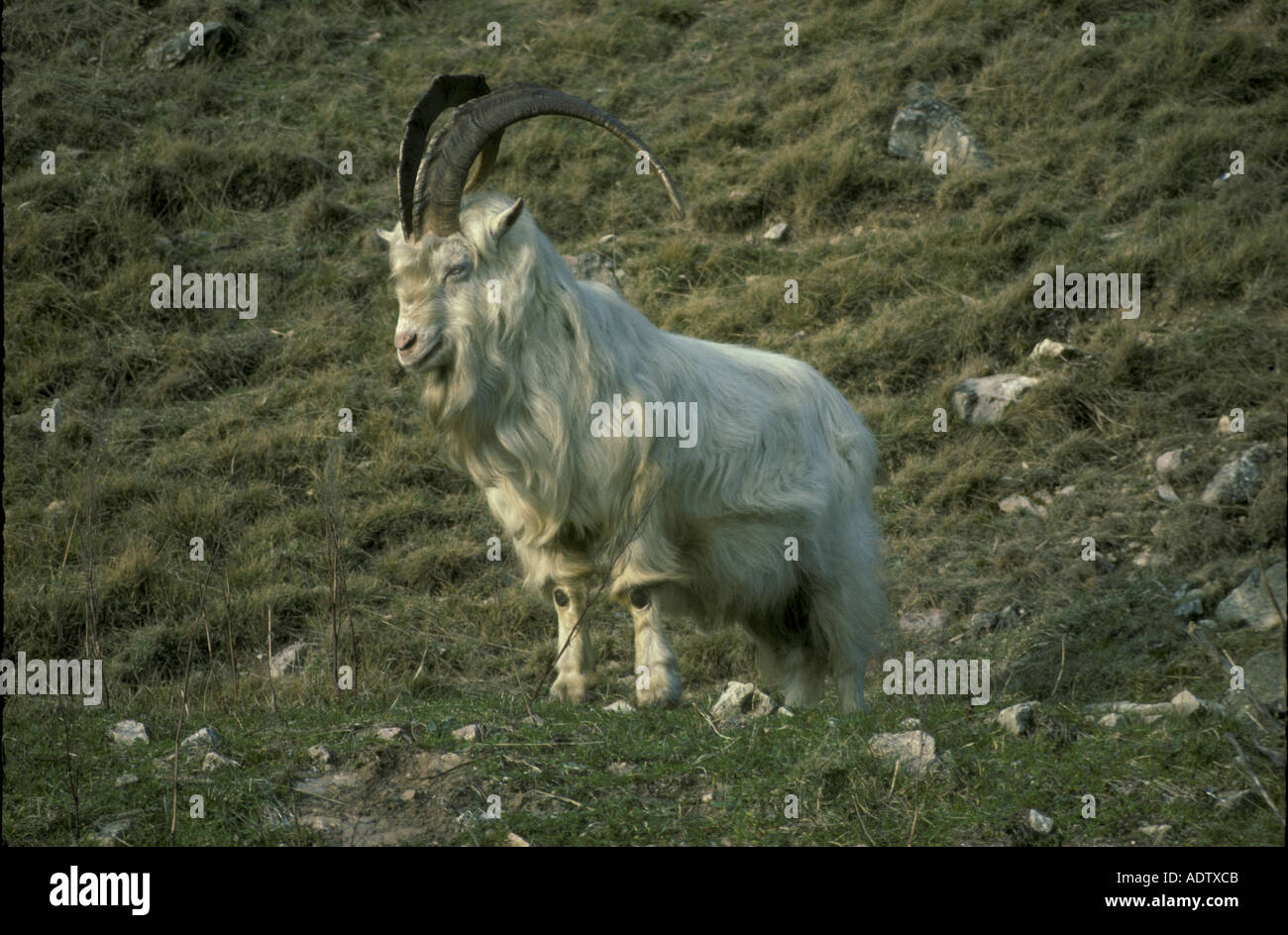 Male feral goat hi-res stock photography and images - Alamy
