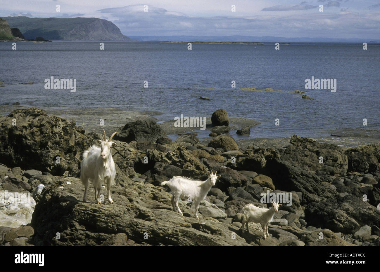 Feral Goat Capra hircus Three on rocks Isle of Mull Scotland Stock ...