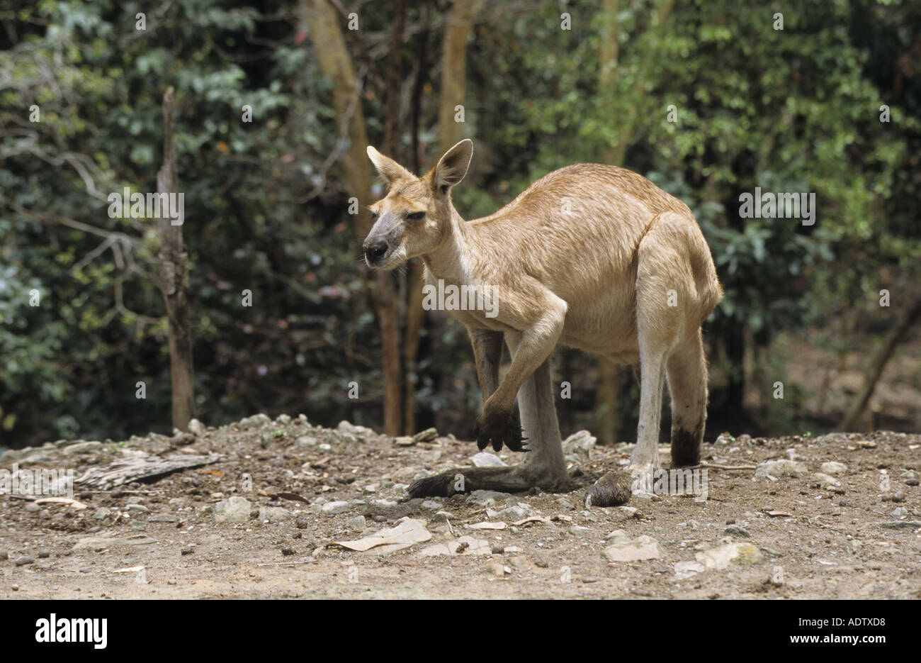 Antilopine wallaroo macropus antilopinus hi-res stock photography and ...