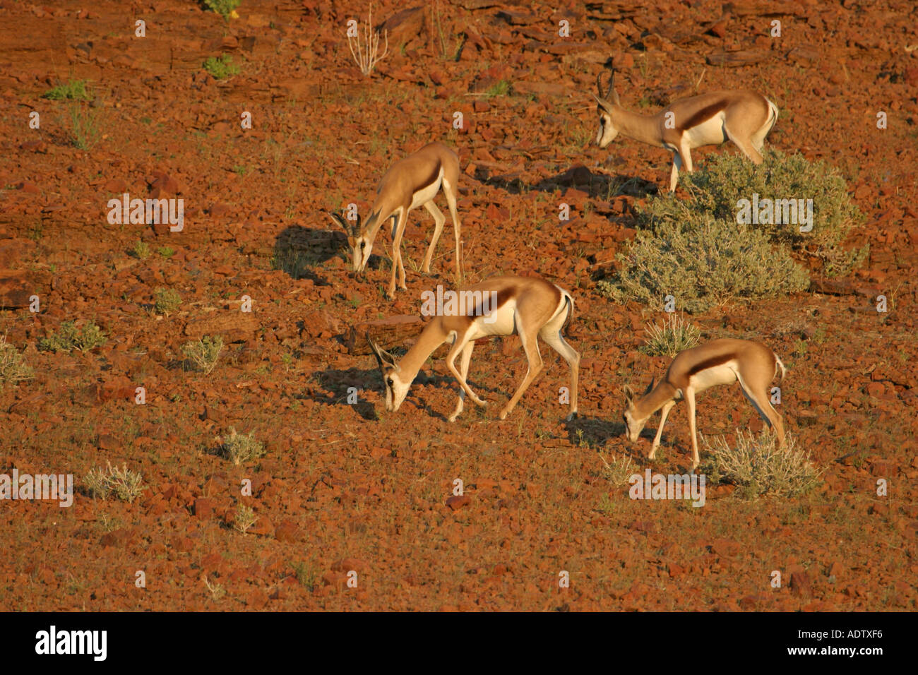 Springboks eating hi-res stock photography and images - Alamy