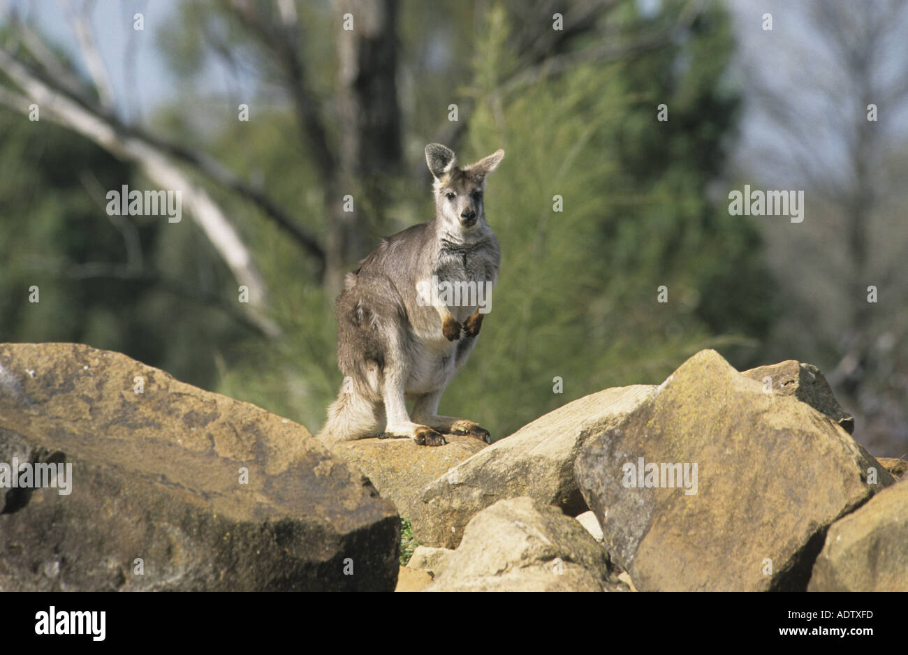 Common Wallaroo Macropus robustus On rock captive Australia Stock Photo ...