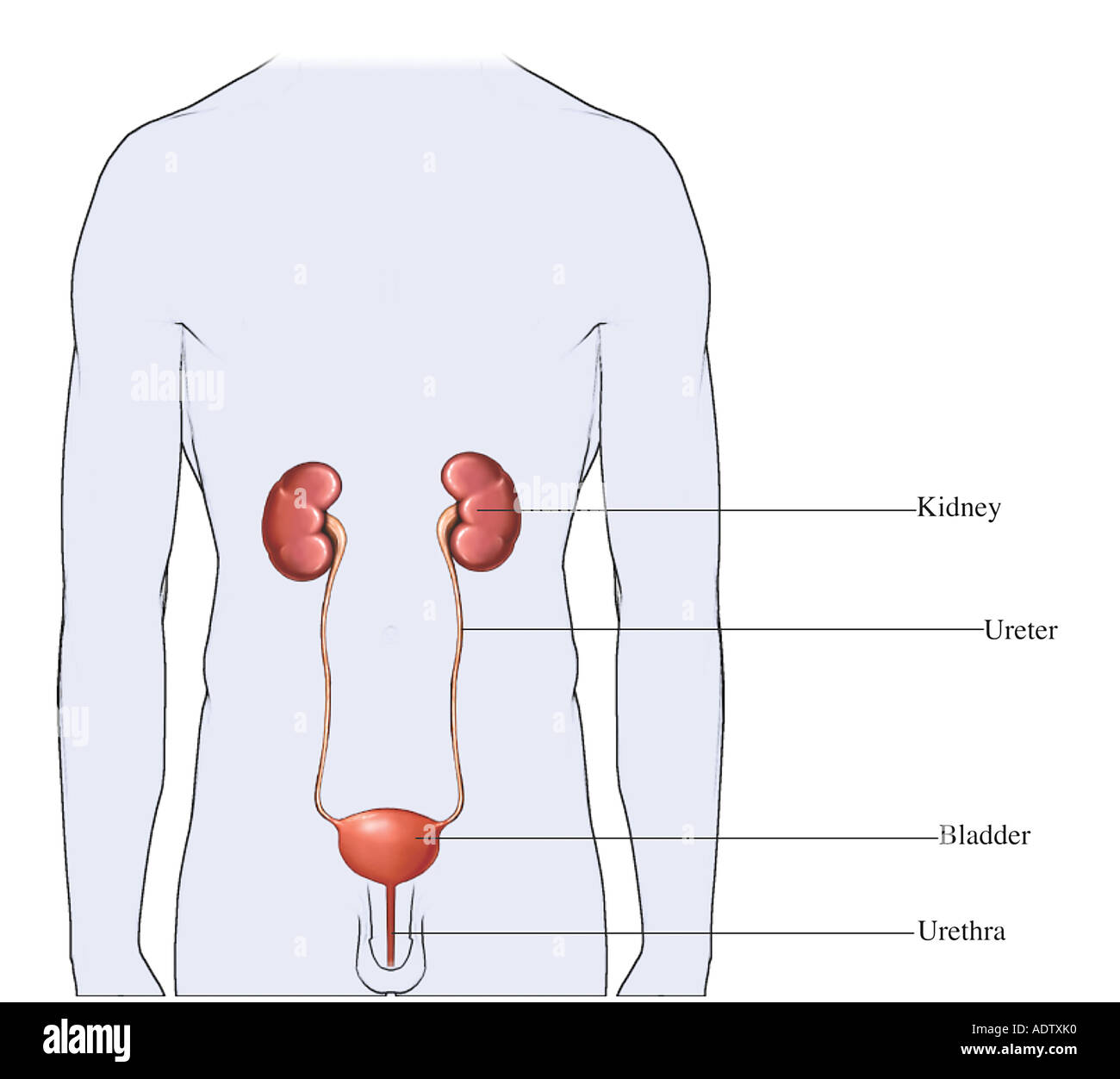 Male urethra hi-res stock photography and images - Alamy