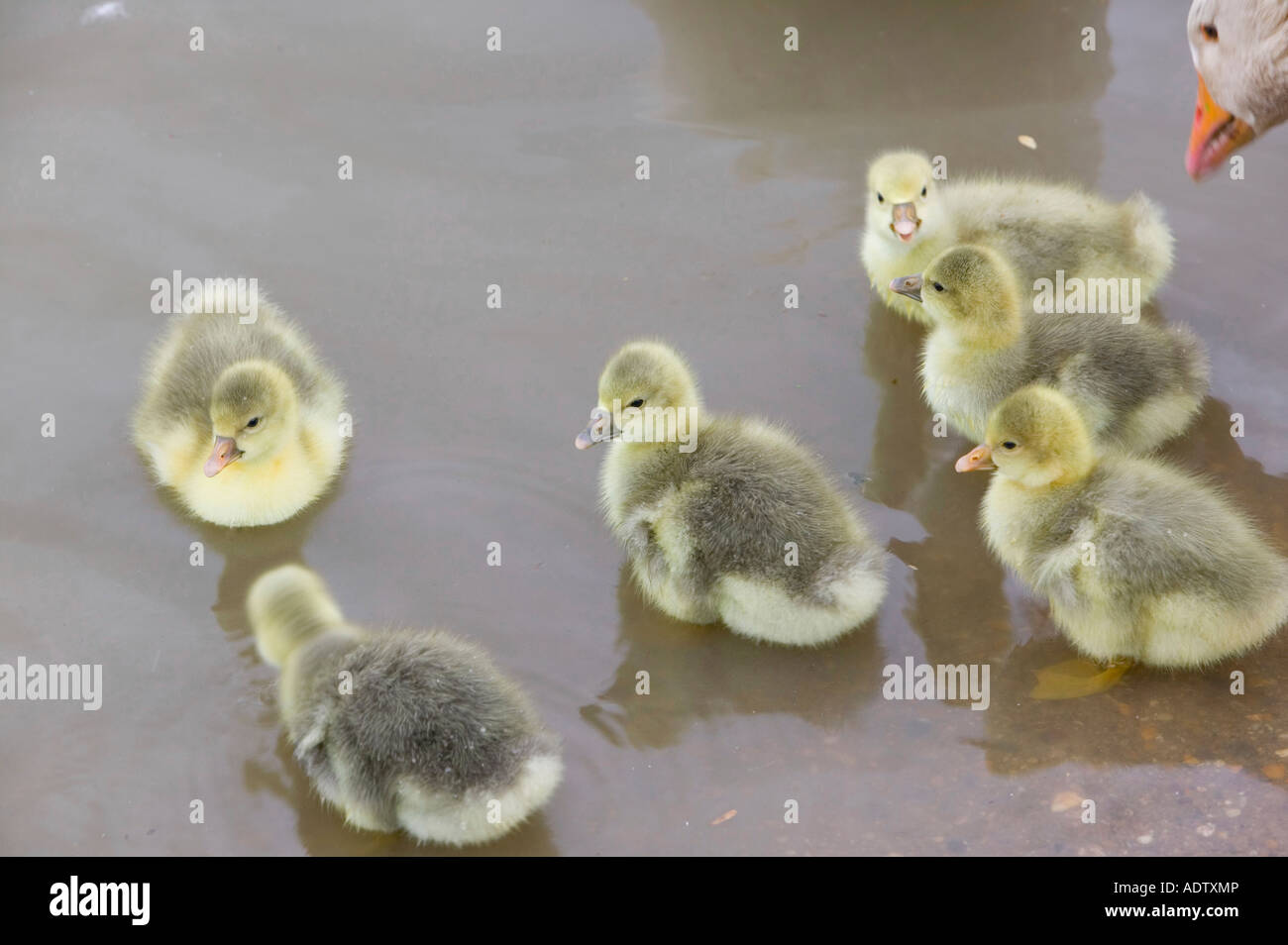 A farmyard goose and goslings, Tewkesbury, Gloucestershire, UK Stock ...