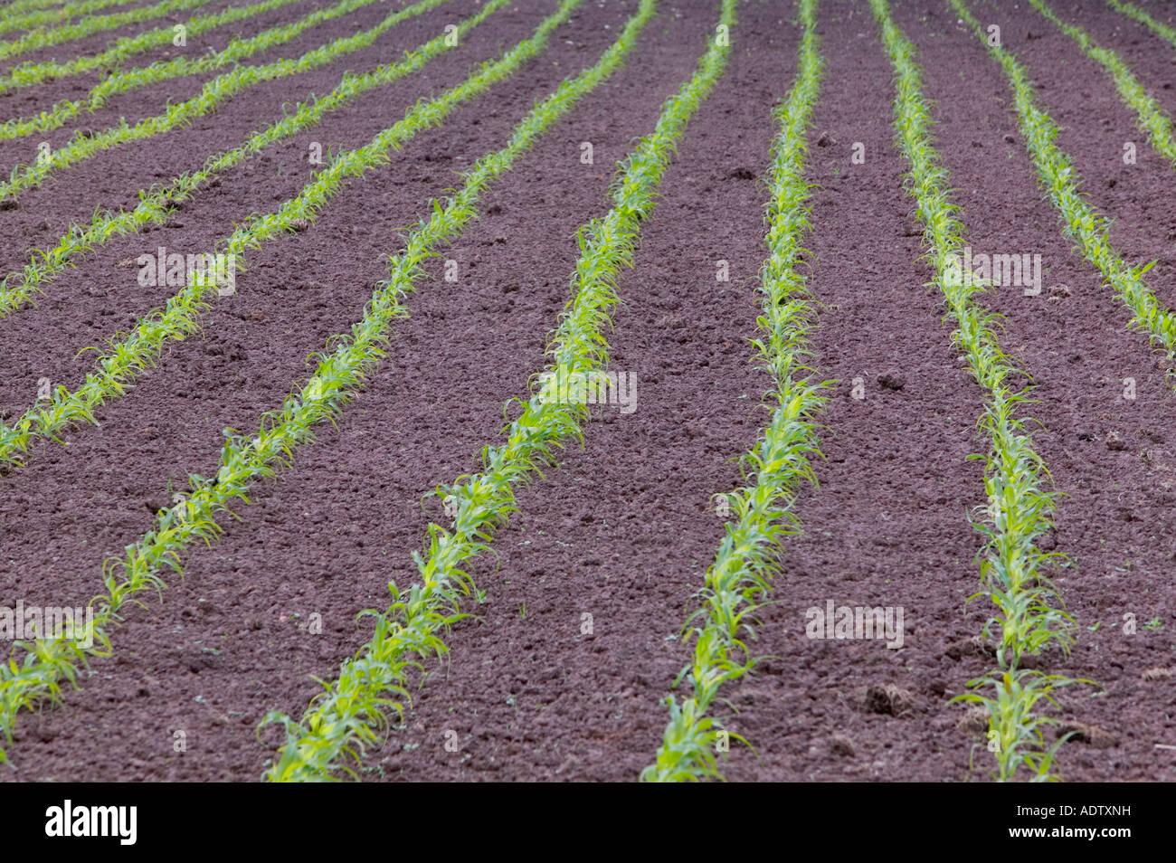 A newly planted field of corn, Tewkesbury, Gloucestershire, UK Stock ...