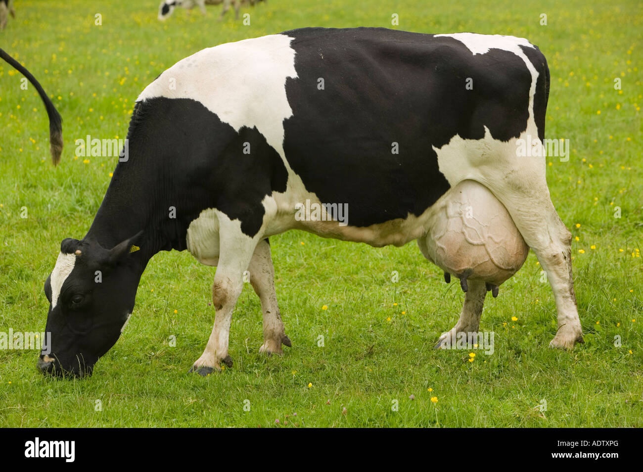 Cows produce huge amounts of methane a very efficient greenhouse gas ...