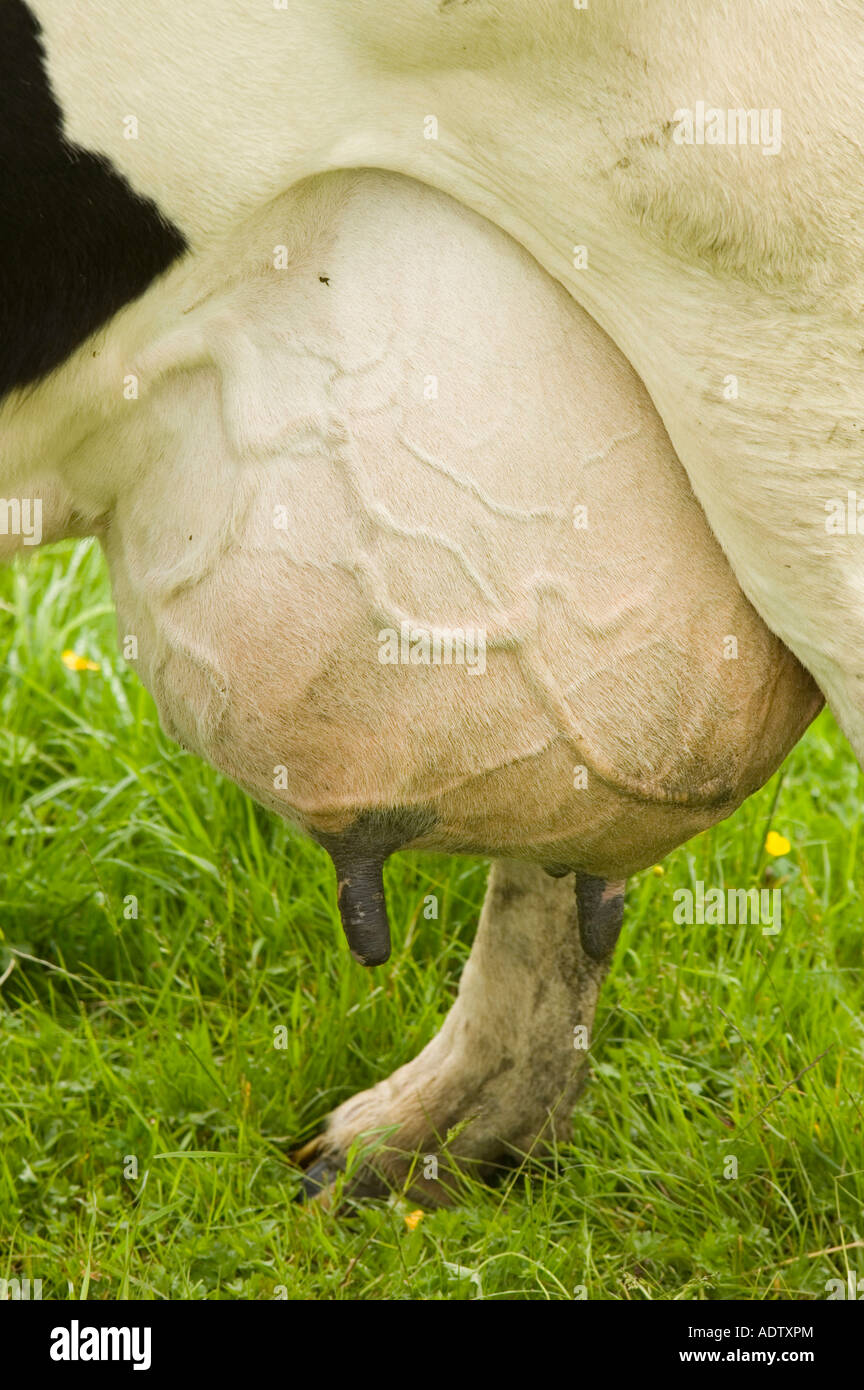 A milking cow with a full udder, UK Stock Photo - Alamy