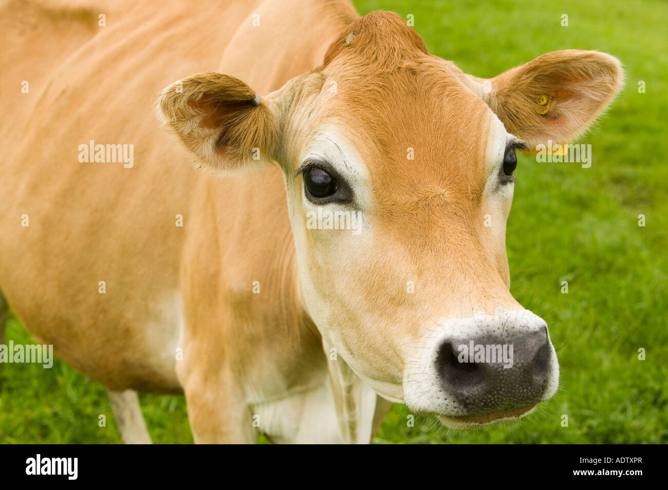 Jersey cow hi-res stock photography and images - Alamy