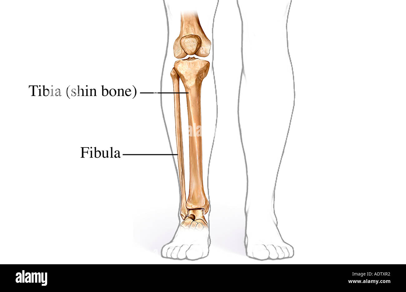 Bones of the lower legs hi-res stock photography and images - Alamy