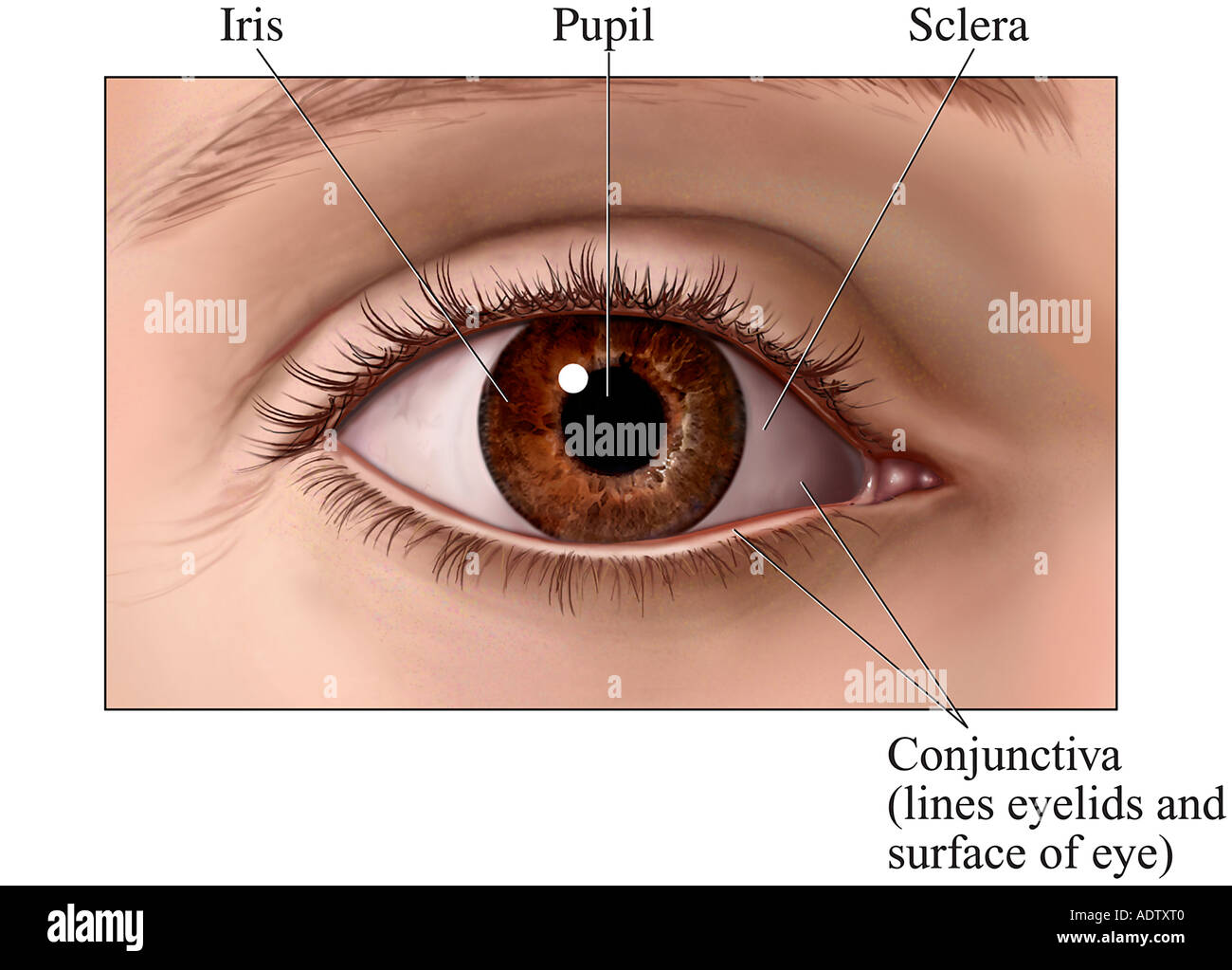 Anterior Stock Photos & Anterior Stock Images - Alamy