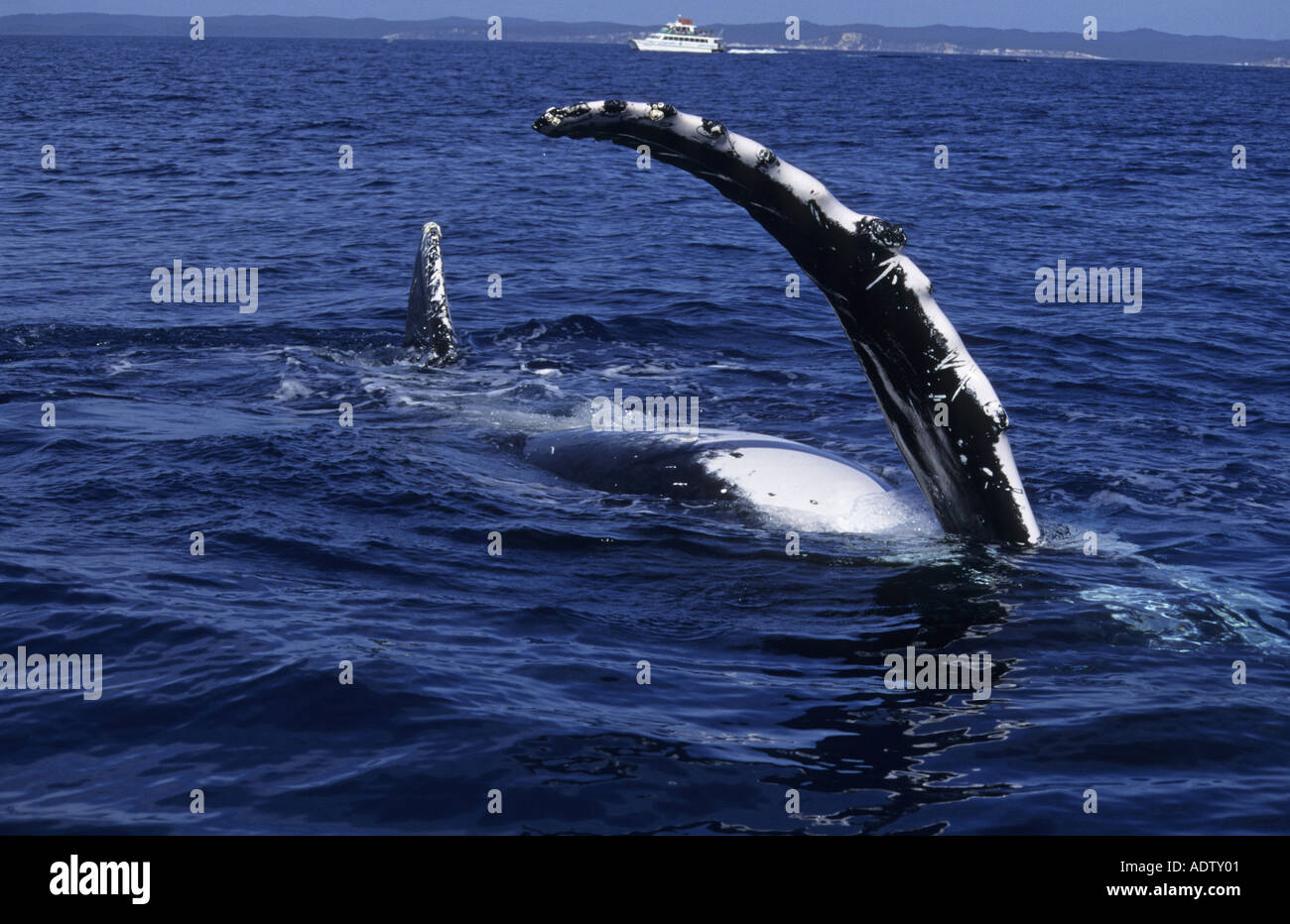 Humpback Whale Megaptera novaeangliae Pectoral Fin Australia Stock ...