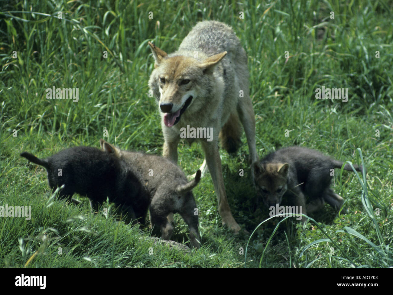 Asian Wolf Stock Photos & Asian Wolf Stock Images - Alamy