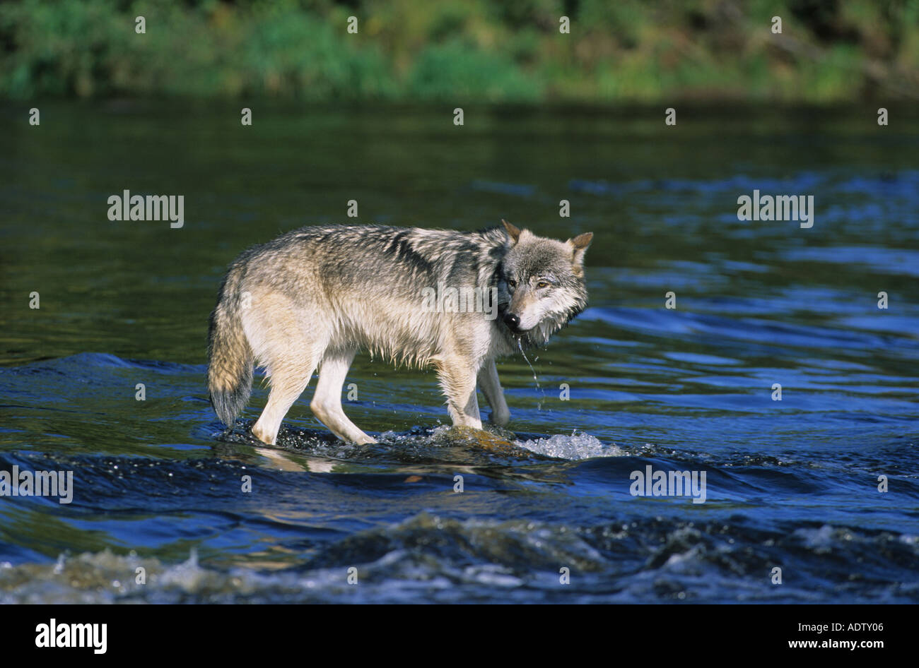 Wolves crossing river hi-res stock photography and images - Alamy