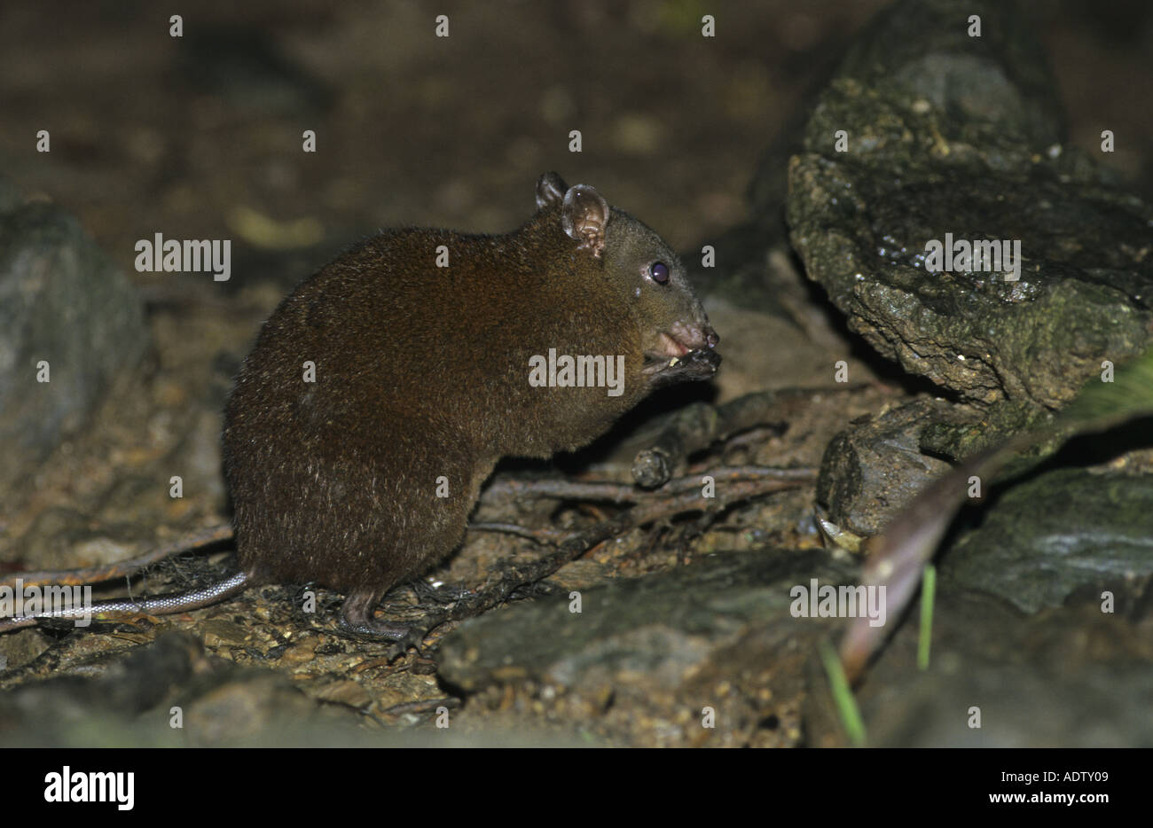 Musky Rat kangaroo Hypsiprymnodon moschatus Foraging on forest floor ...