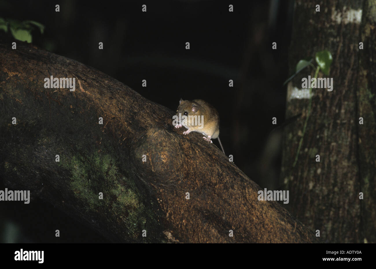 Australian rodents hi-res stock photography and images - Alamy