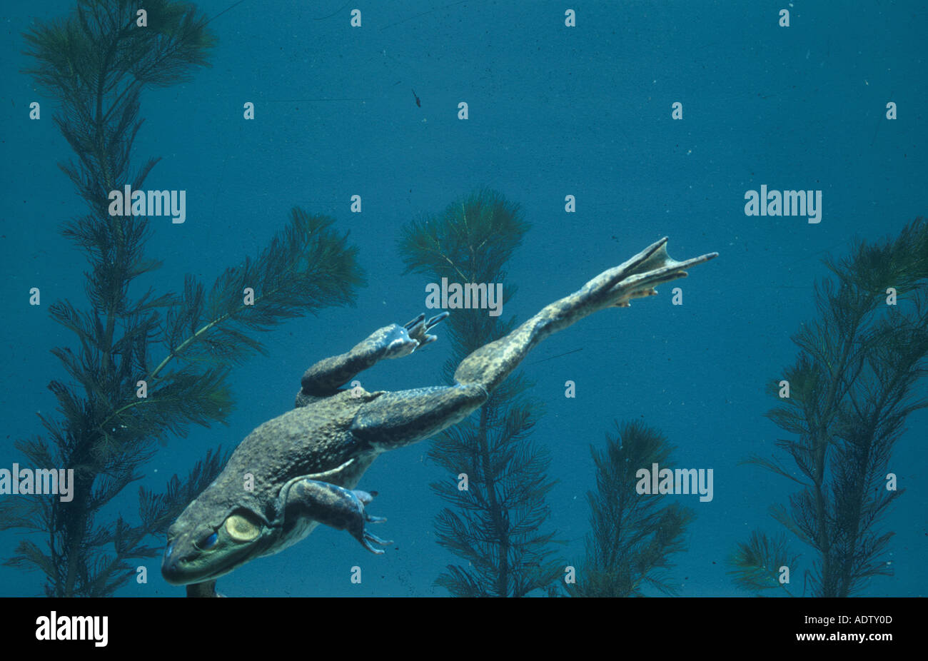 Bullfrog Swimming diving S Stock Photo - Alamy