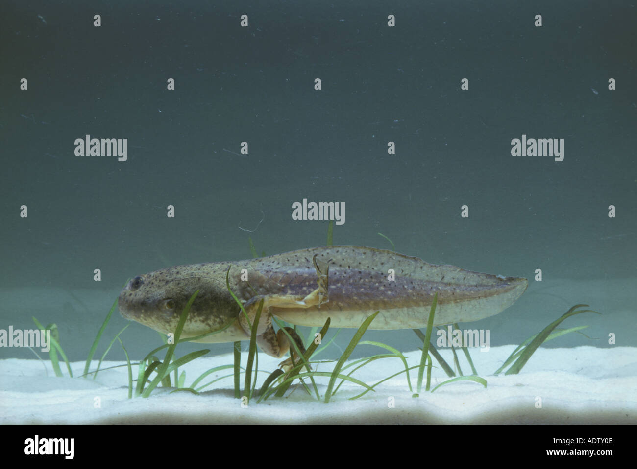 American tadpole hi-res stock photography and images - Alamy