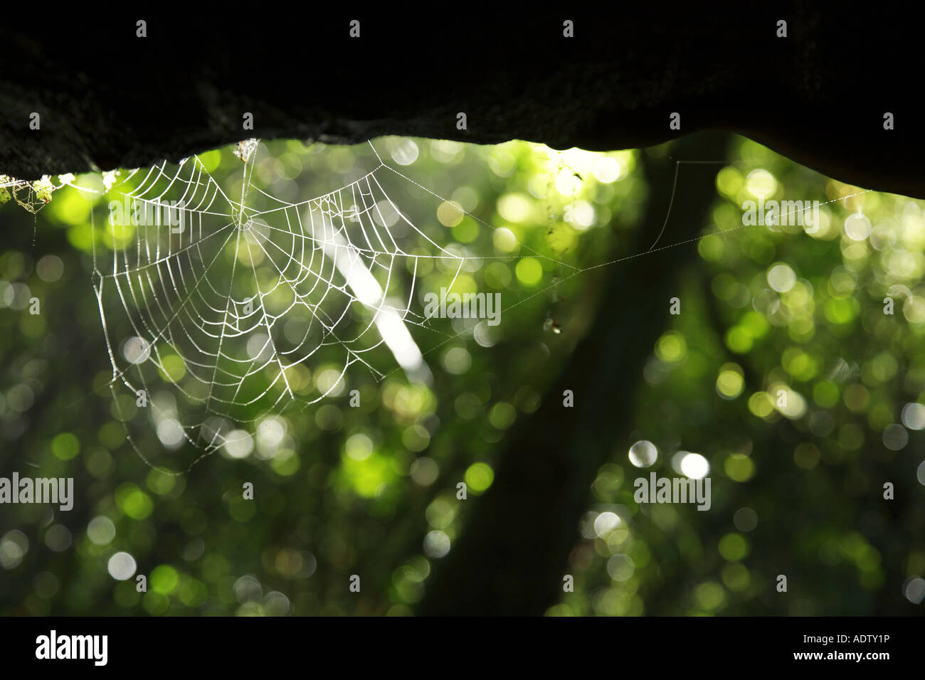 Cobweb in forest Stock Photo - Alamy
