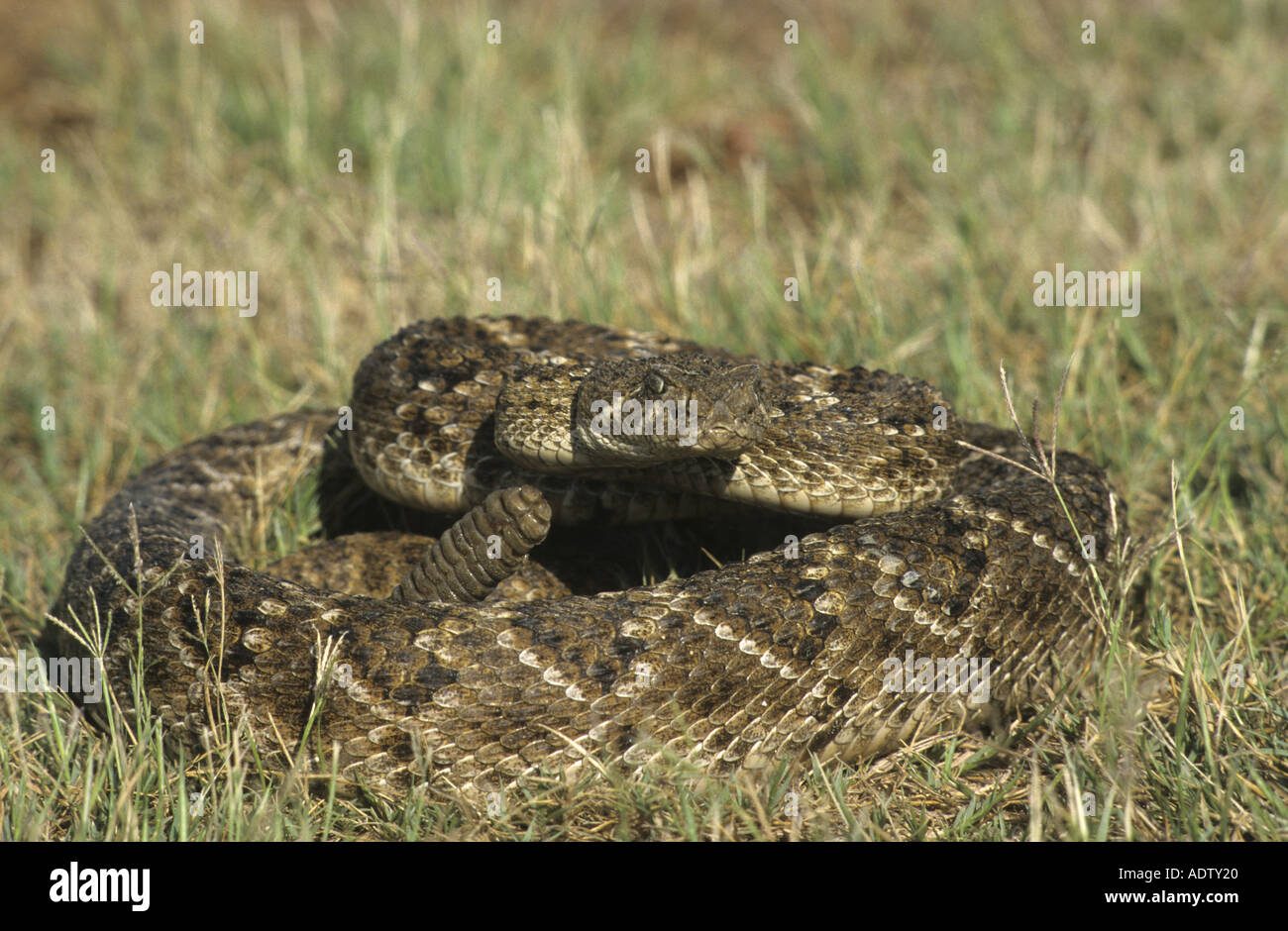 Western Diamond backed Rattlesnake Crotalus atrox Curled up on grass ...