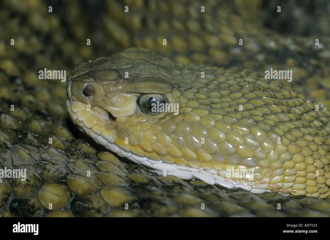 Mexican West Coast Rattlesnake Crotalus basiliscus Close up of head ...
