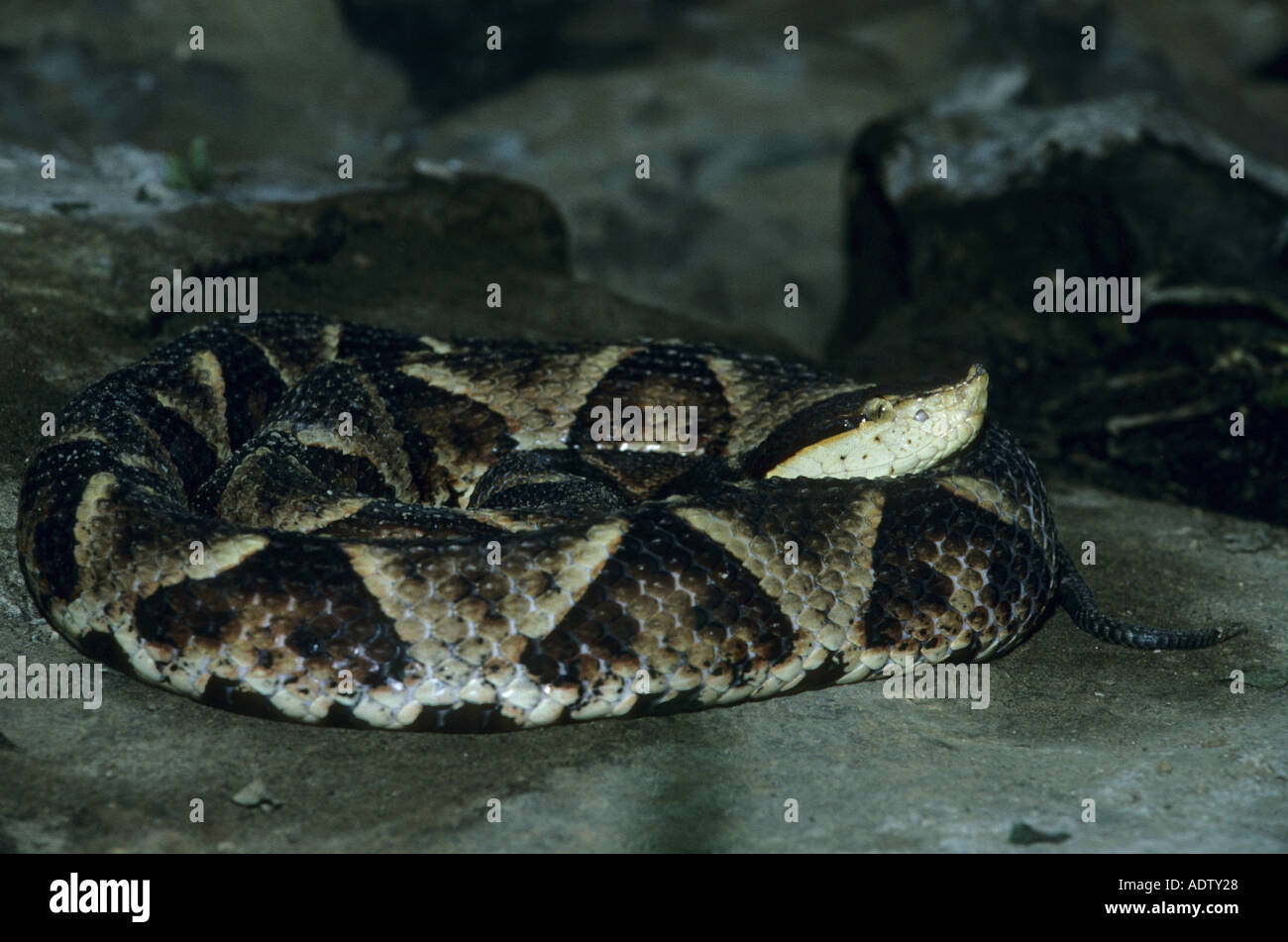 Long nose viper hi-res stock photography and images - Alamy