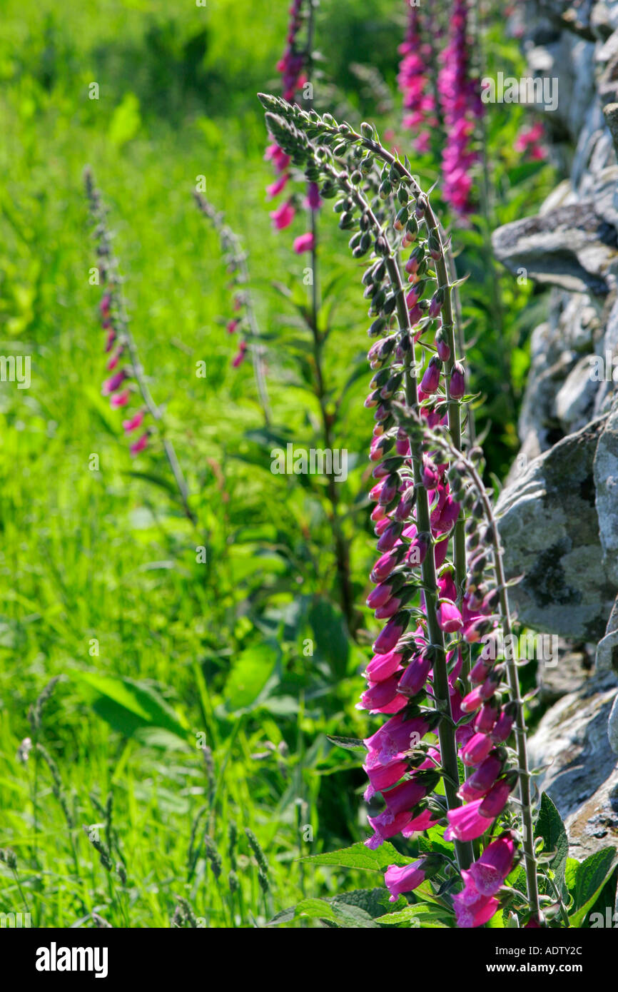 Foxglove uk meadow hi-res stock photography and images - Alamy