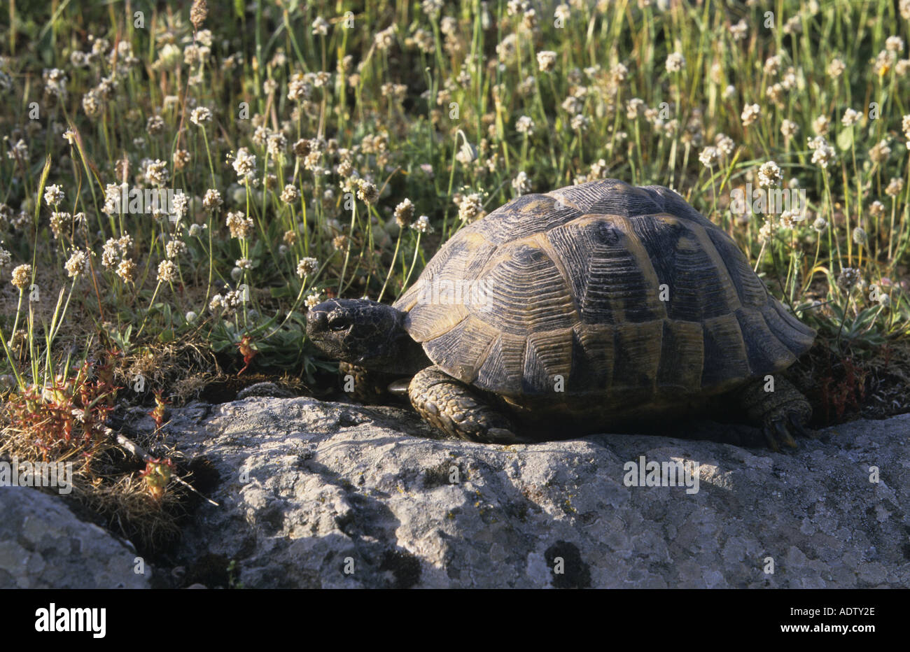 Hermann's tortoise side view hi-res stock photography and images - Alamy