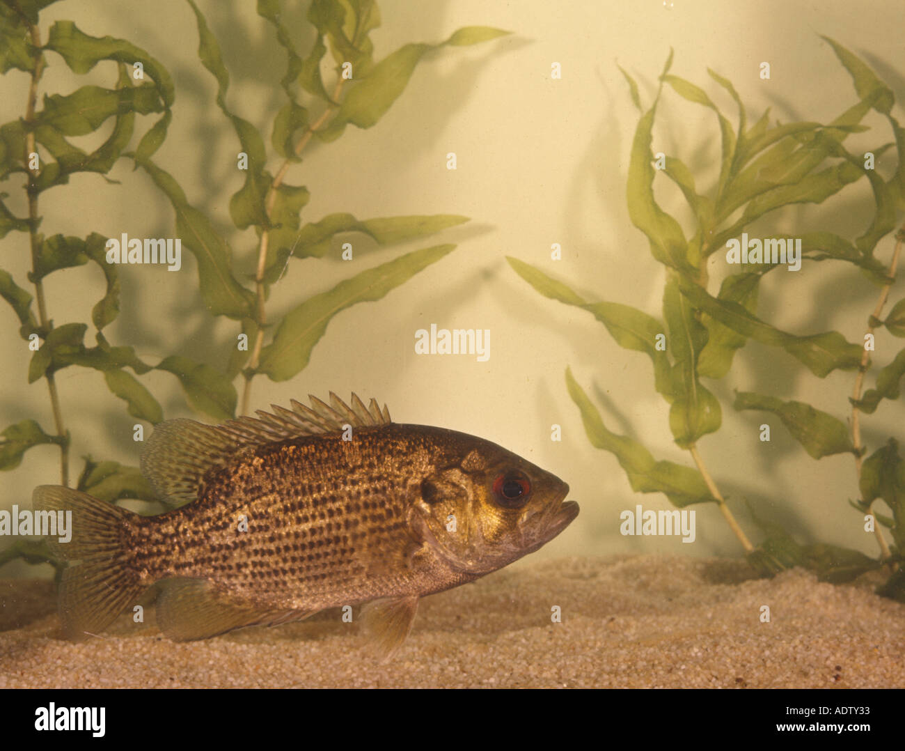 Ambloplites hi-res stock photography and images - Alamy