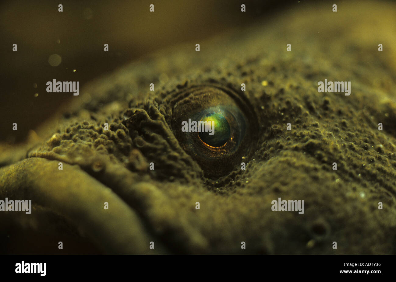 Bullhead millers thumb fish cottus hi-res stock photography and images ...