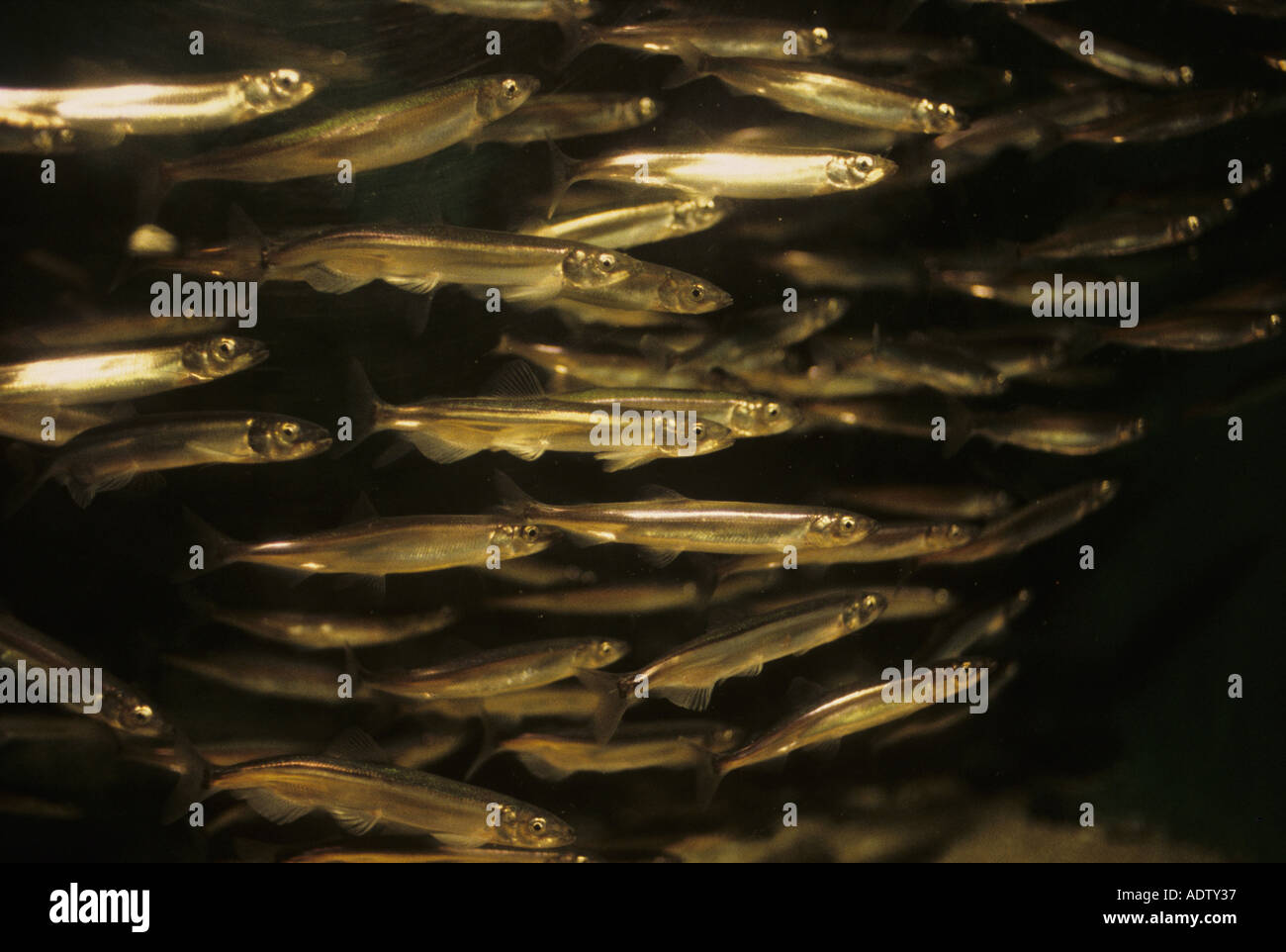 Mallotus villosus hi-res stock photography and images - Alamy